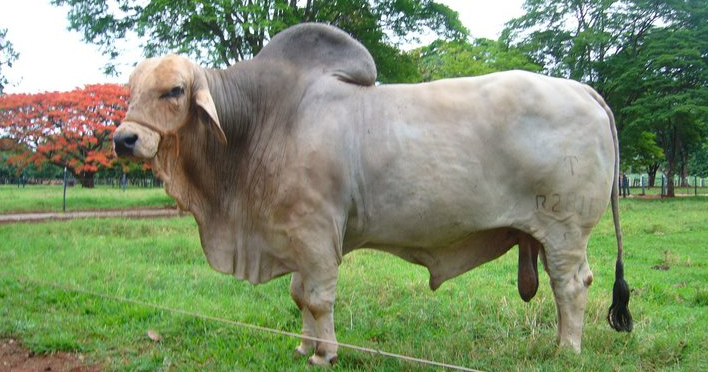 Jenis - Jenis Sapi Ternak Yang banyak Dibudidayakan Di Indonesia | idternak