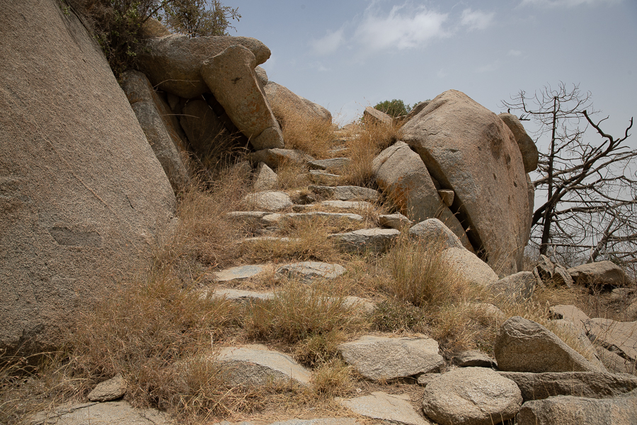 Birds of Saudi Arabia: Camel Path – Al Baha