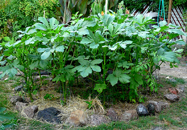 Hublore: Okra odyssey