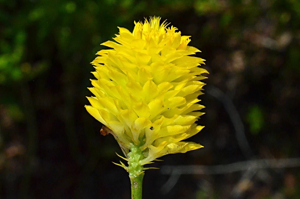 Space Coast Wildflowers: Cruickshank Sanctuary, June 13, 2016