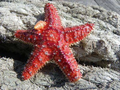 Beautiful Star Fish in the World