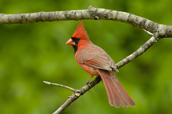 The Nikon Companion: Photography Basics - Reciprocal of Focal Length ...