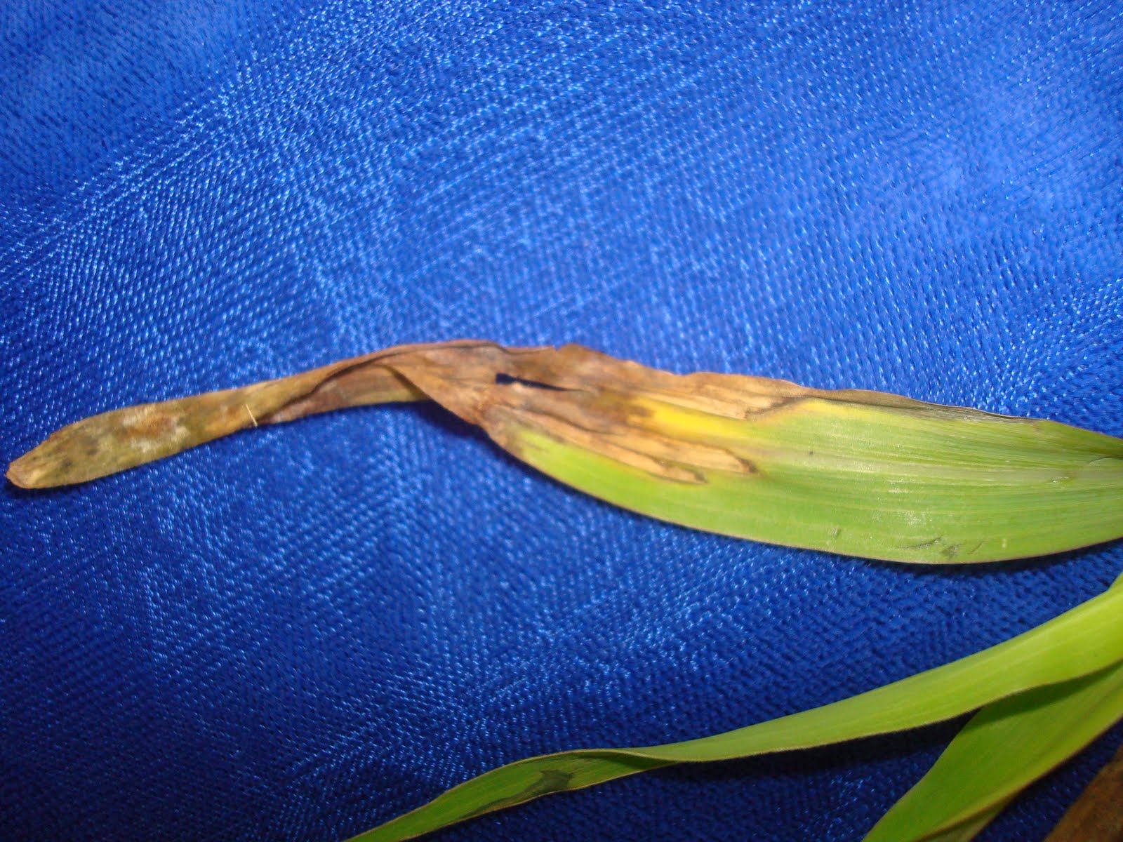 University of Illinois Plant Clinic: Anthracnose Leaf Blight on Corn ...