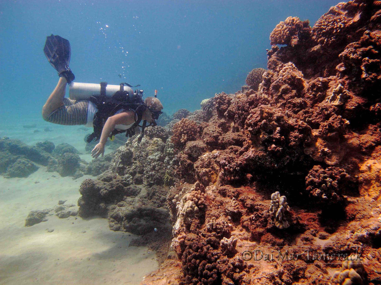 Amazing Black Rock, Diving Maui