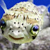 Puffer Fish | The Life of Animals