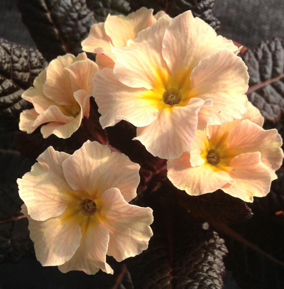 Irish Primrose Trials