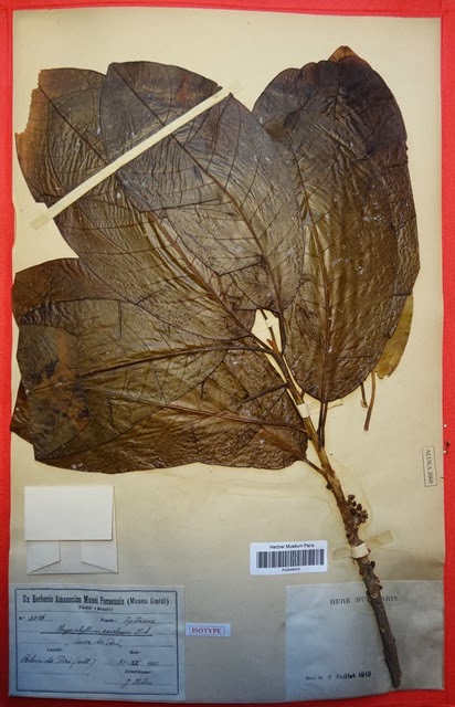 Jacques Huber and the Amazonian Botany: Plant collections