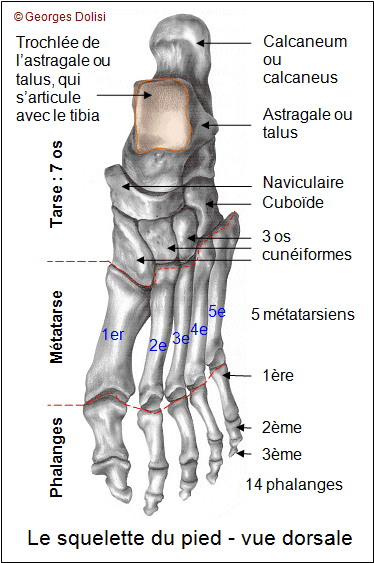 Anatomie de l'appareil locomoteur (ostéologie) | Récap' IDE