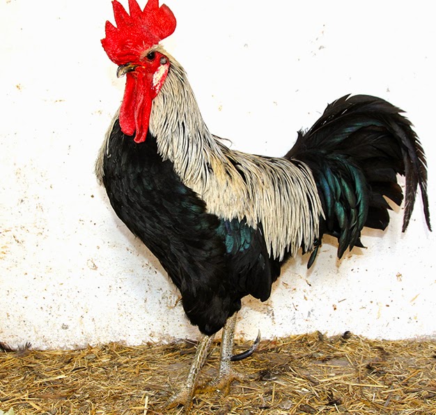 GALLINA DE CHULILLA ~ LENGUA CHURRA