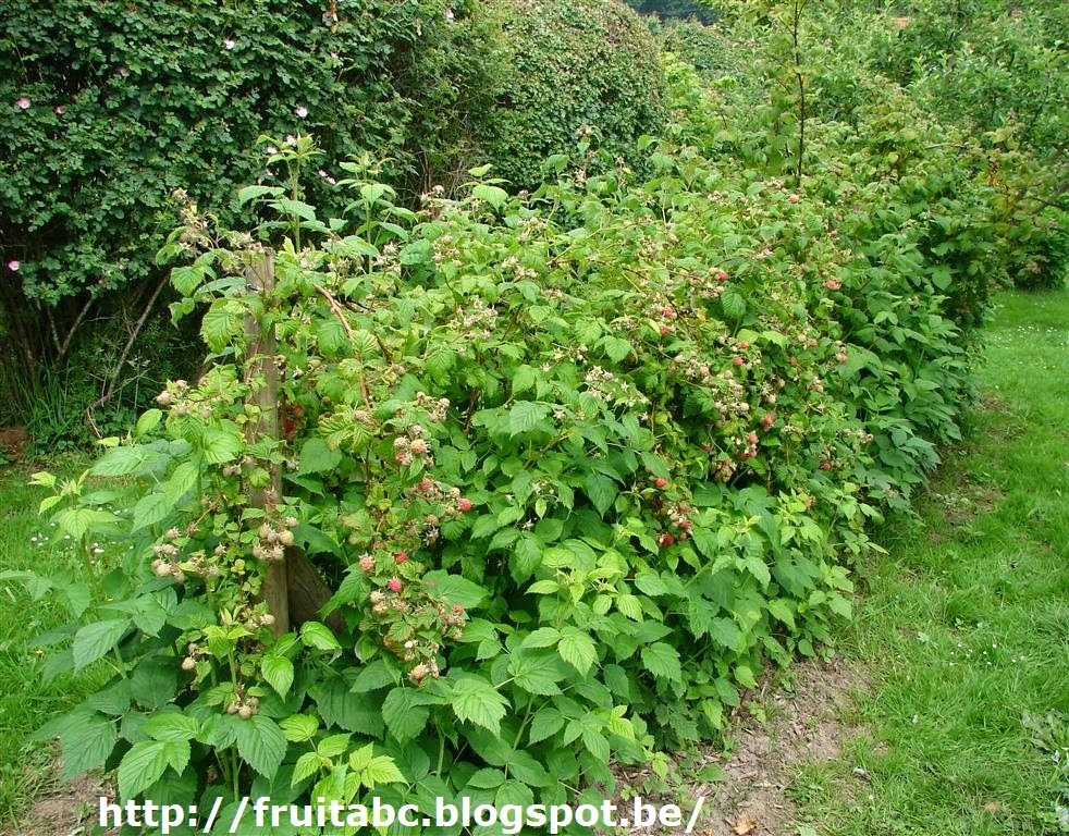 Inheems- en uitheems fruit: Frambozen uitdunnen en leiden (Rubus idaeus).