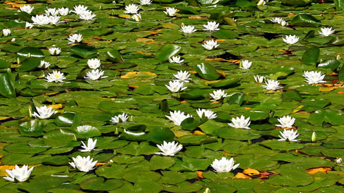 Riparium Perú | Paisajismo Acuático - Aquascaping: Las plantas ...