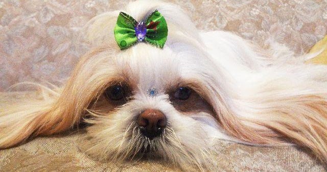 MUNDO ANIMAL : CARACTERÍSTICAS DA RAÇA SHIH TZU OU XITSU
