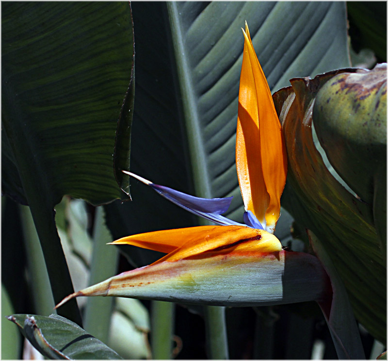 FOTO NATURA HUESCA 2: AVE DEL PARAISO William Aiton, 1789 ...