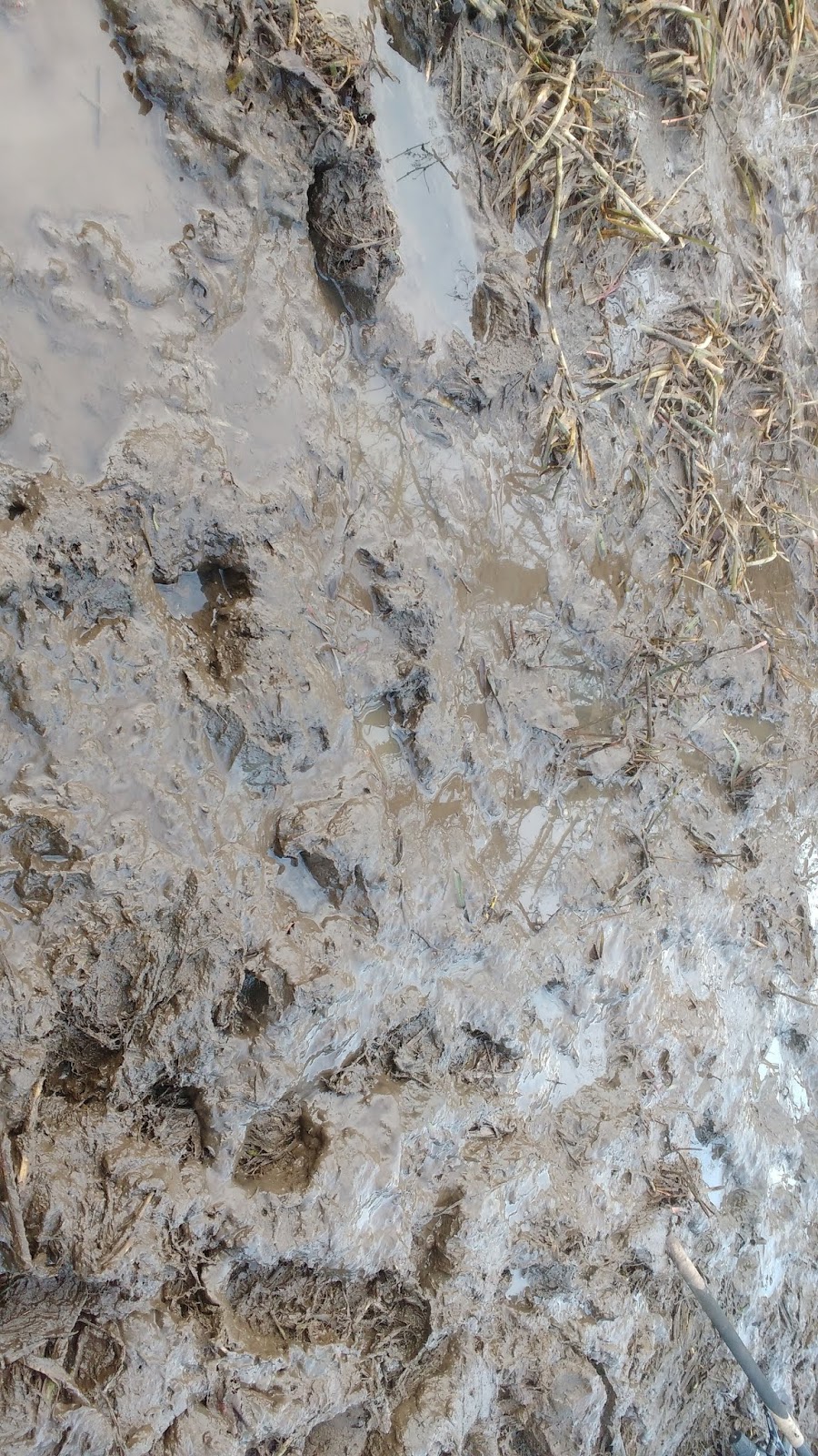 Jorvik Angler: Splodgeness Abounds