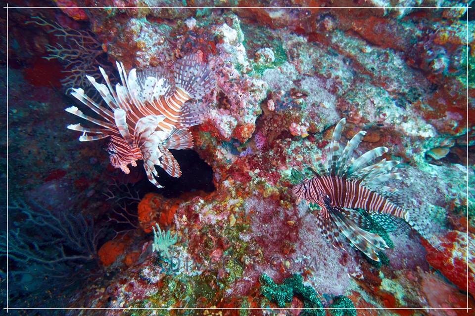 Lionfish: the perfect invader?