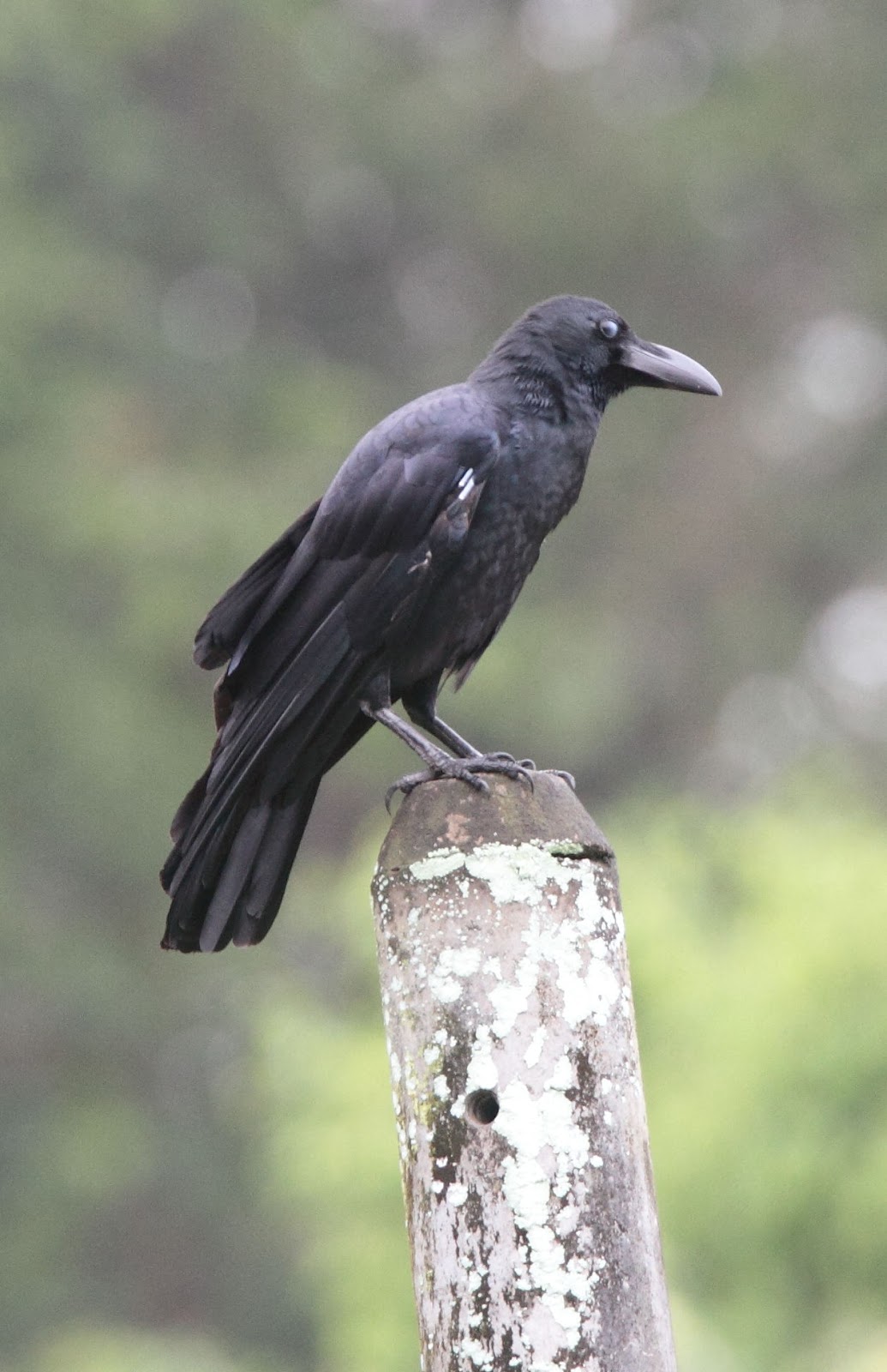 Mike is the name Birding is the game ( Birding in Malaysia - Malaysian ...
