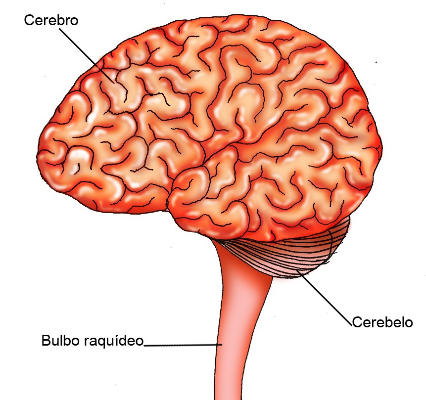 Anatomía del cerebro