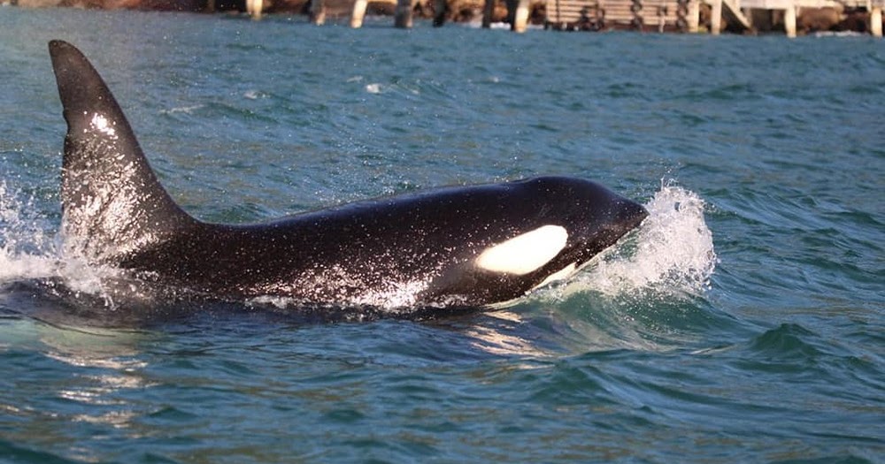 No Mar Profundo: Família de orcas é avistada no canal de São Sebastião, SP