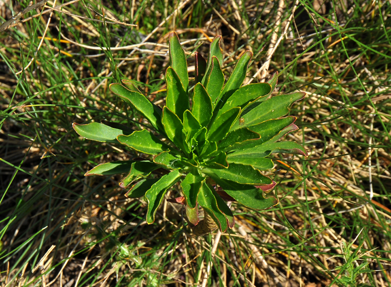 Discovering Greece: BRASSICACEAE (cruciferae)