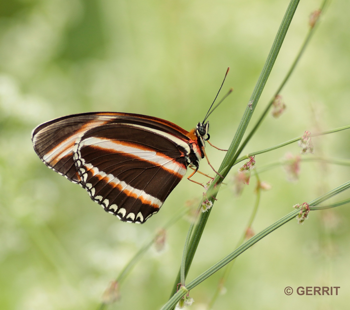 Even iets moois....: Even iets moois nr. 363 - Passiflorahoeve