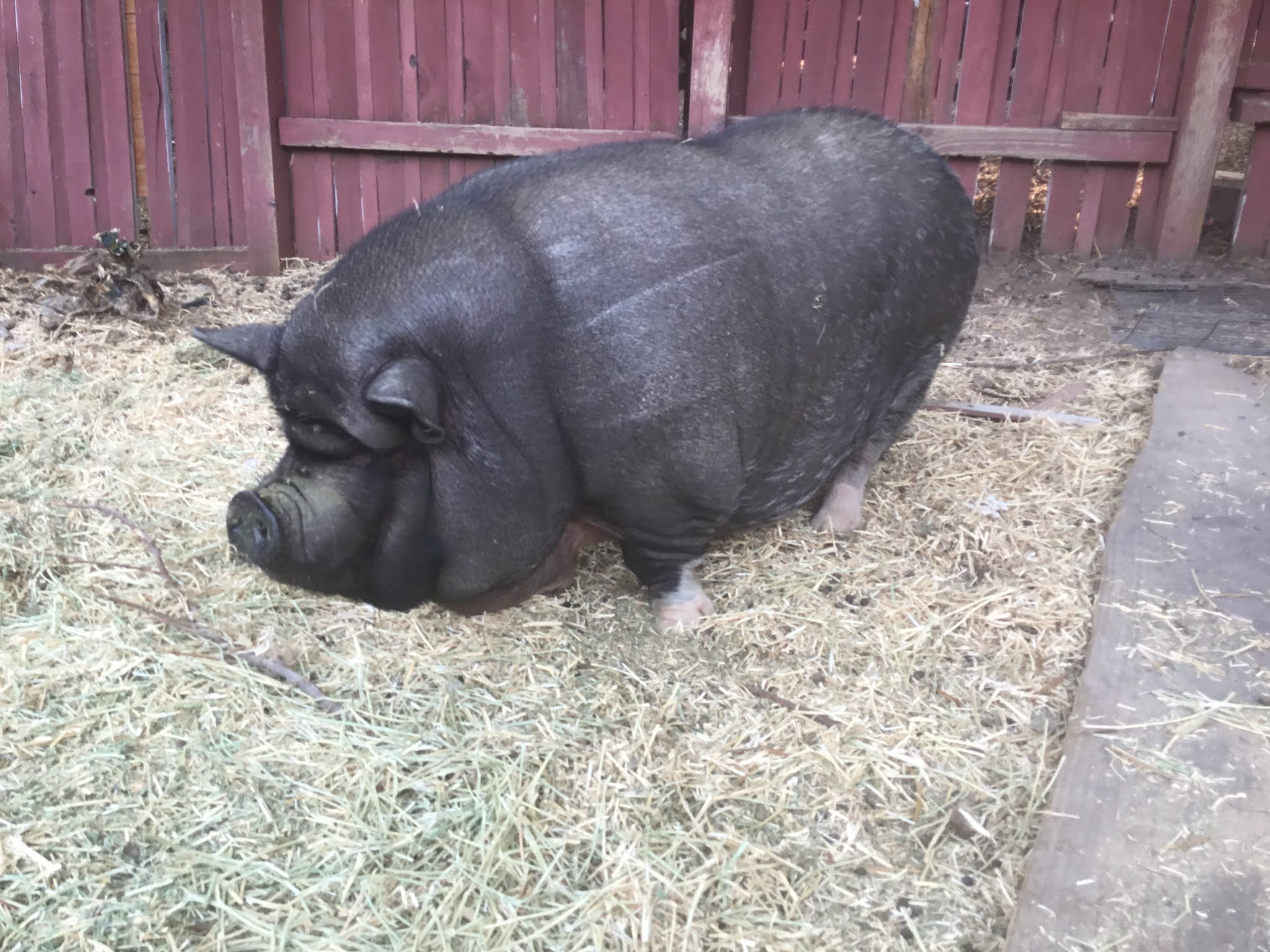 Goat, Pig, and Goat. ADOPT US