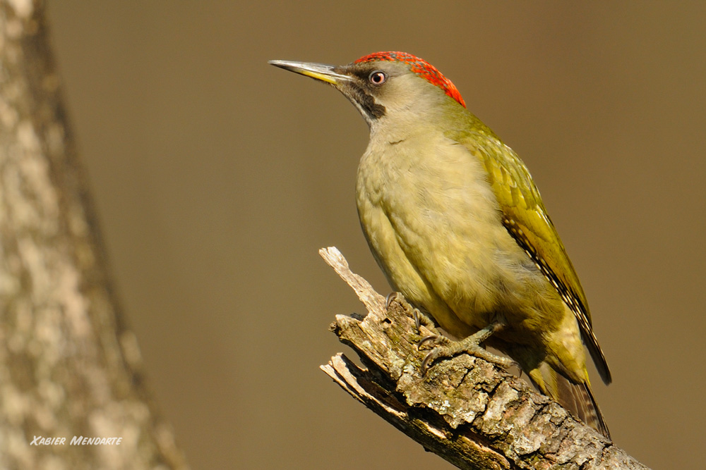 Oiartzungo hegaztiak