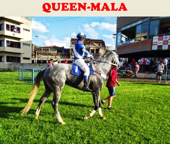 TURFE PONTA GROSSA: O FASCÍNIO PELOS TORDILHOS - (57) - QUEEN-MALA