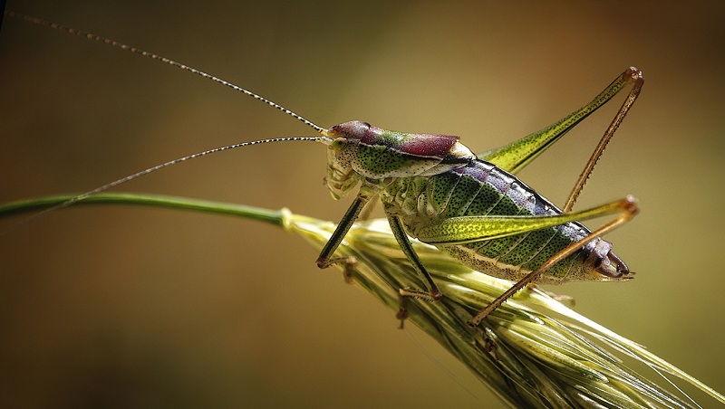 30 Macro Photography That Accomplished Amazing Things | Famous ...