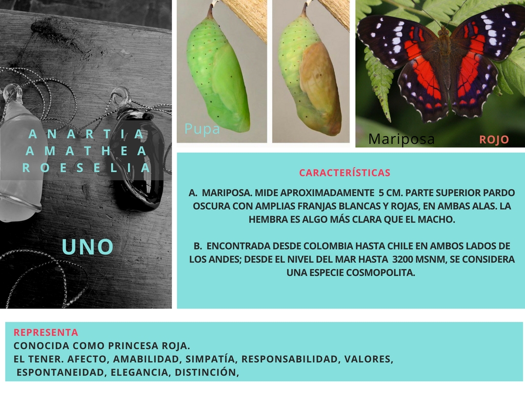 Clasificación de Crisálidas