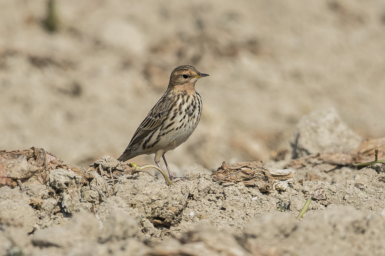 As The Crow Flies - a Hong Kong Birding Blog: Double Rarities - Chinese ...