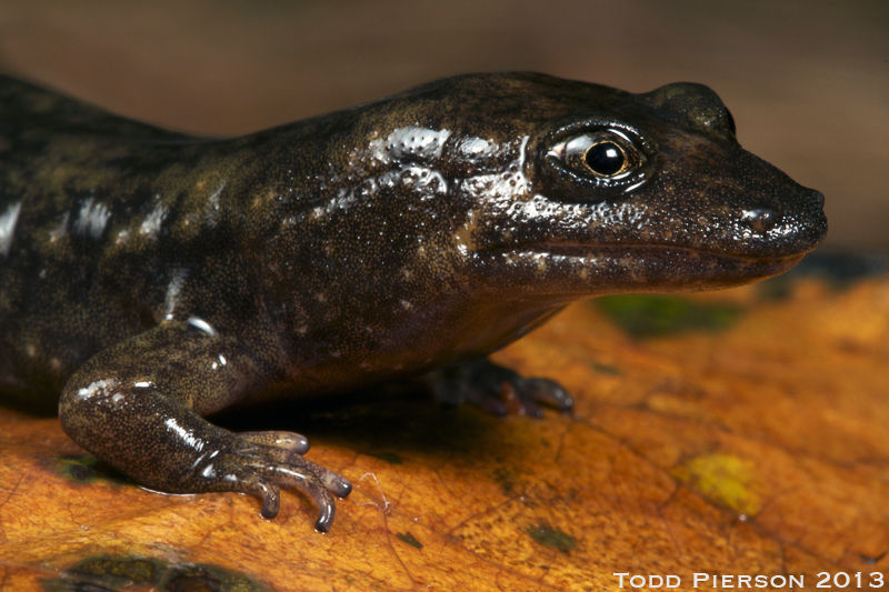Real Monstrosities: Shovel-nosed Salamander