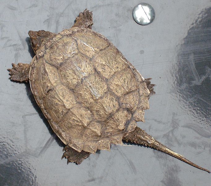 Turtle Pictures: Alligator snapping turtle - Macrochelys temminckii
