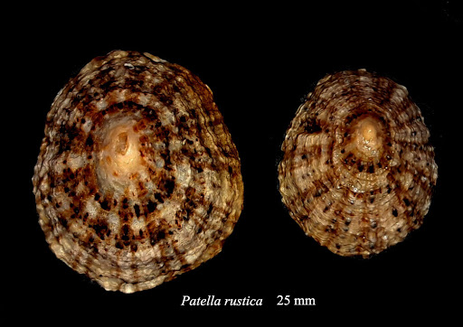 MALACOLOGÍA MEDITERRÁNEA: 2010-12-05