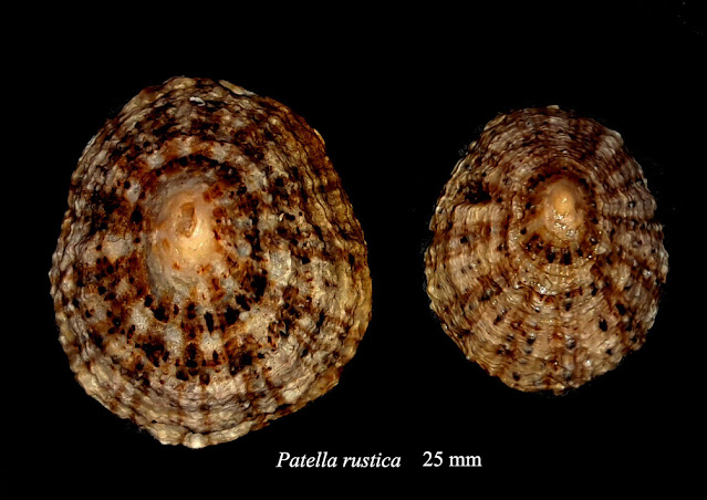 MALACOLOGÍA MEDITERRÁNEA: 2010-12-05