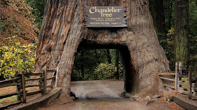 Daily Pictures: Famous Trees