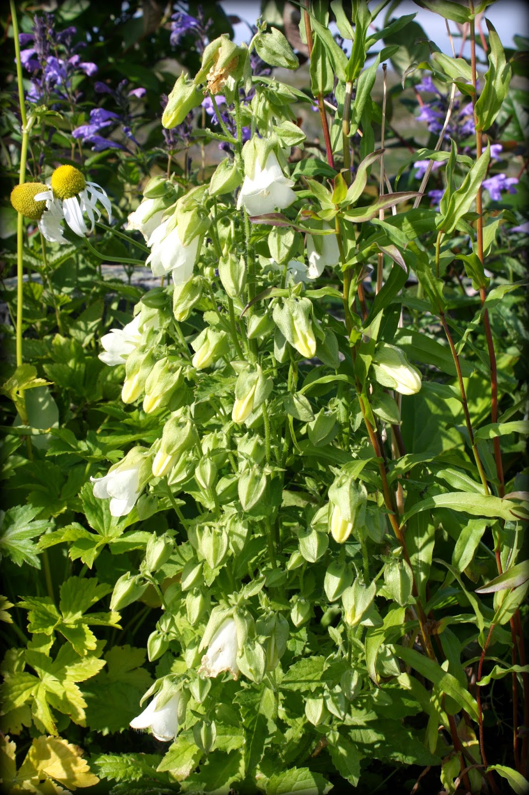 Gardening in the extreme north: august 2014