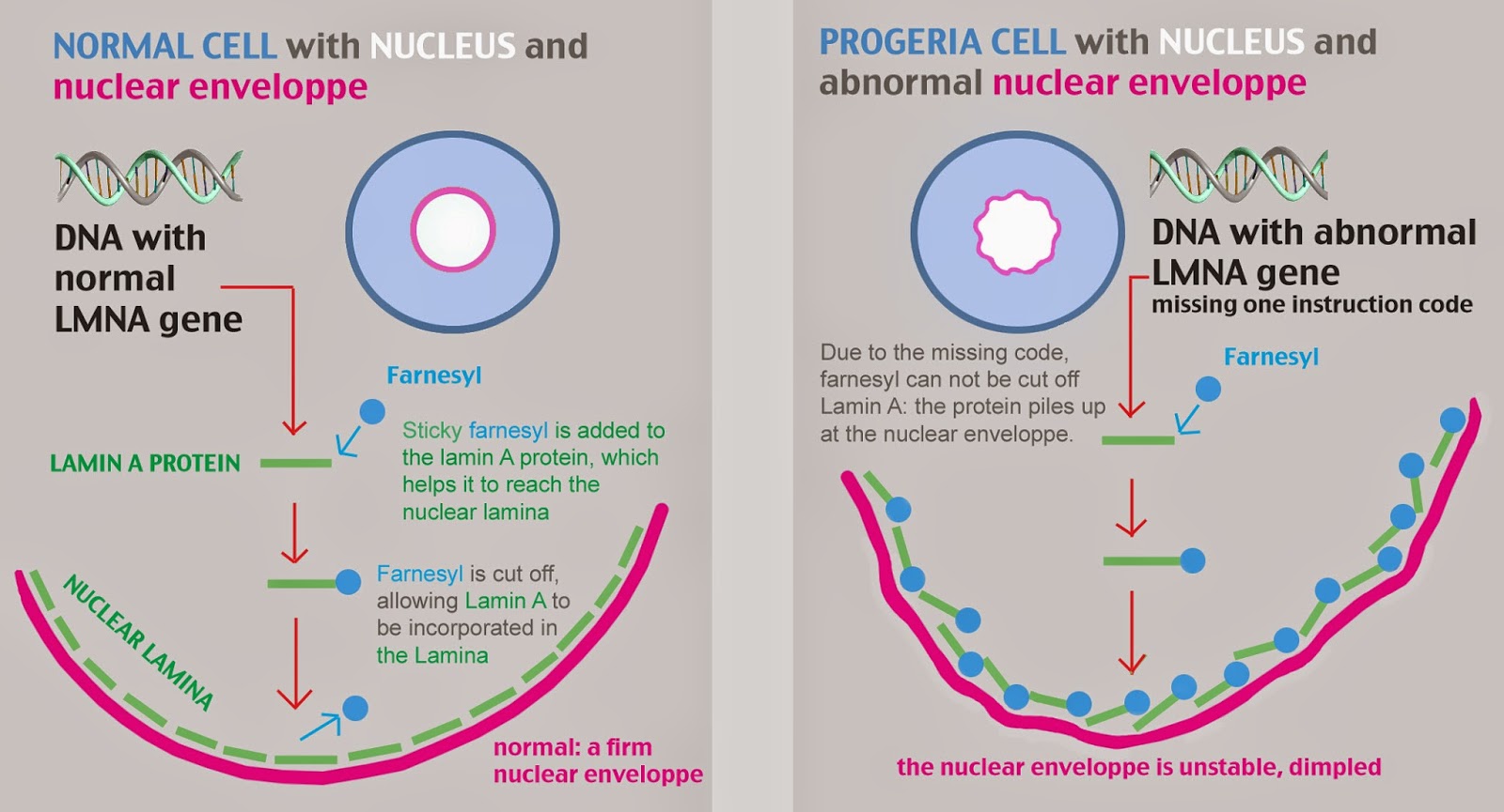 progeria family circle: biologie