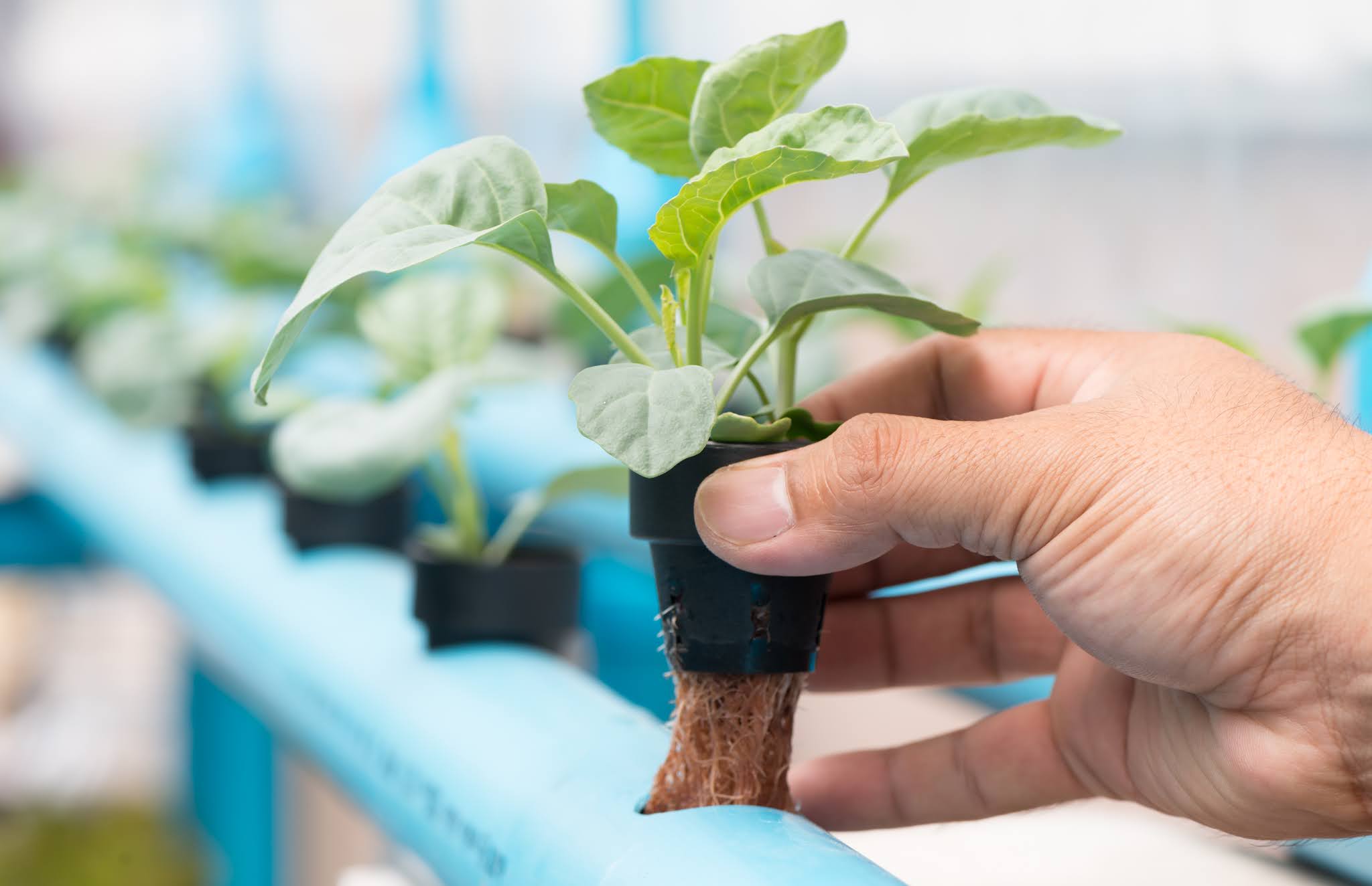 Why Hydroponics for Growing Plants is Becoming More Popular These Days