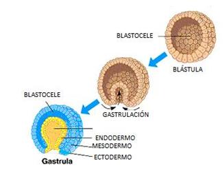 Ammonites: Animales Triblásticos