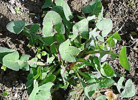 Sivoni (Crespigno comune)