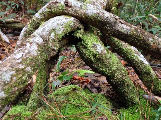 The Rainforest Garden: How to Plant Moss - And Why You Should