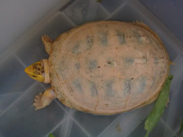 Turtles from Ambon - Cuora amboinensis :: Reptilia Mania