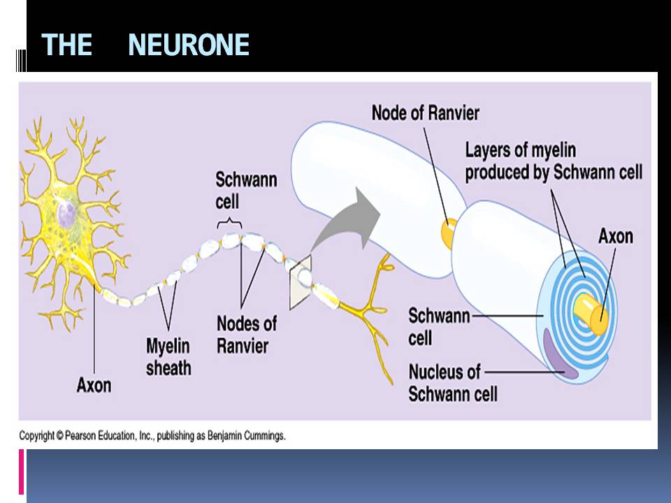 Biology: THE NEURONE