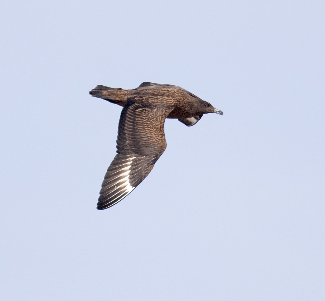 pewit: juvenile Bonxie / Great Skua