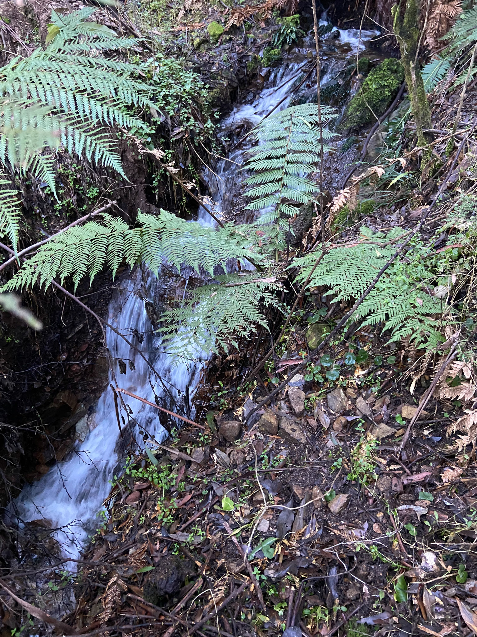 Trail: Harolds Cross Waterfall Loop (Gentle 4km, 90min, 90m ascent)