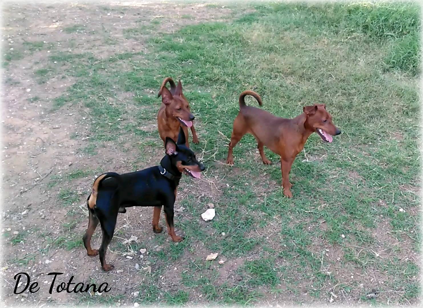 Fotos De Cachorros Pincher