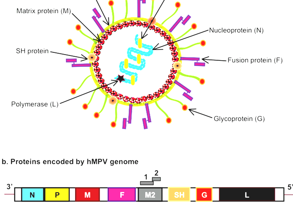 Human Metapneumovirus