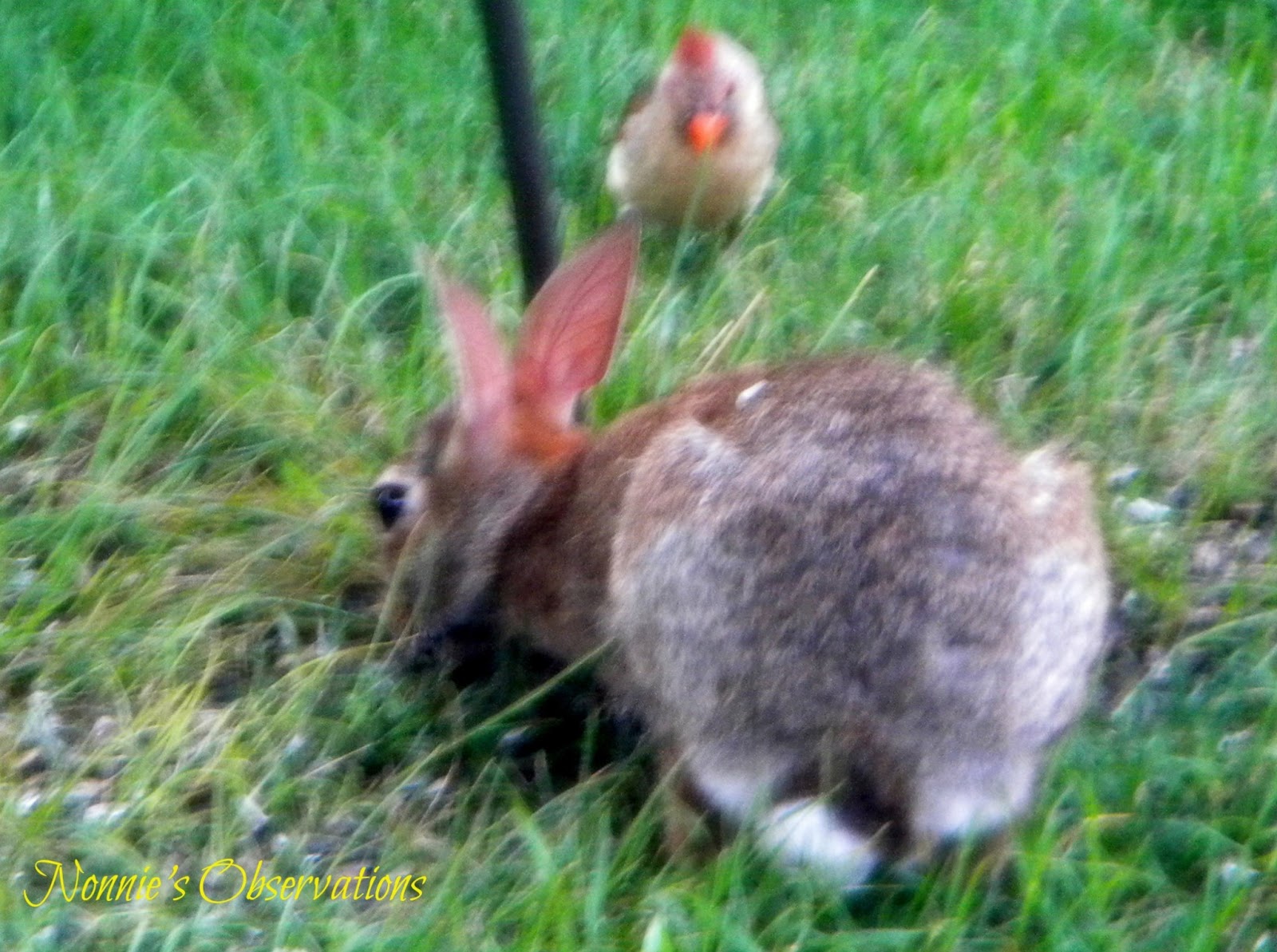 ABC Wednesday: Zoological Study