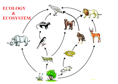 ECOLOGY AND ECOSYSTEM (Definition, Type, Components and Function)