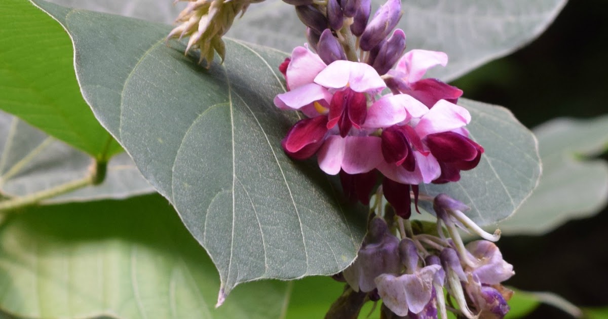 Using Georgia Native Plants: Remove Invasive Plants Early for Best Results